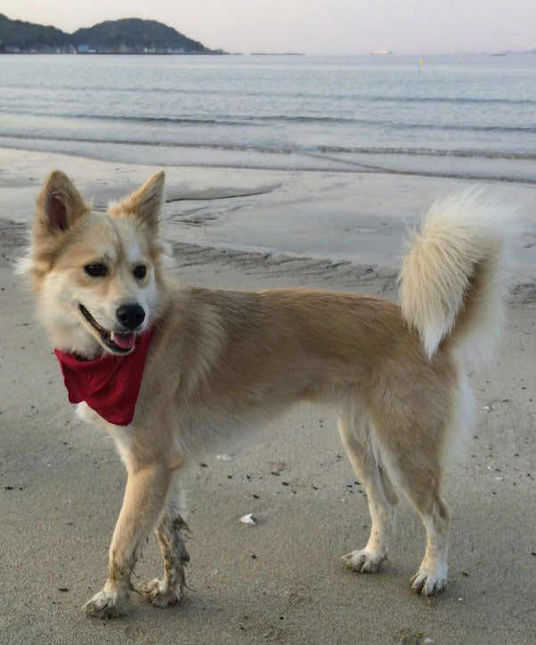 Dog Bandanas | Stylish & Comfortable by CosyDogs